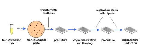 Scheme Of A Typical High Throughput Cultivation Process After Download Scientific Diagram