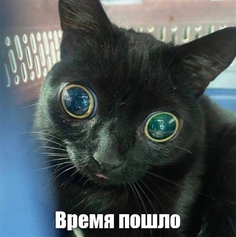 Создать мем кот с выпученными глазами кошечка расширенные зрачки у кошки Картинки Meme