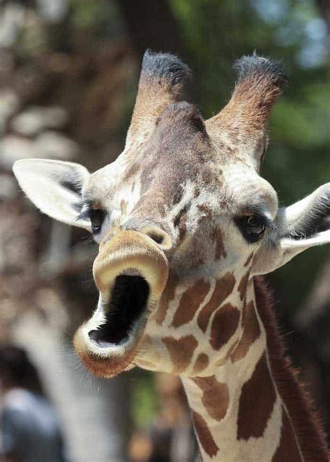 What Sound Does A Giraffe Make Guide 6 Giraffe Noises Storyteller