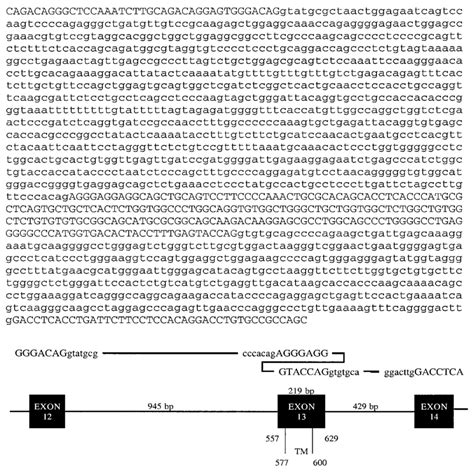 Nucleotide Sequence Of Human Genomic Dna Around The Deleted Region
