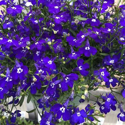 Seminte de Lobelie Curgatoare Lobelia Erinus Mrs Clibran