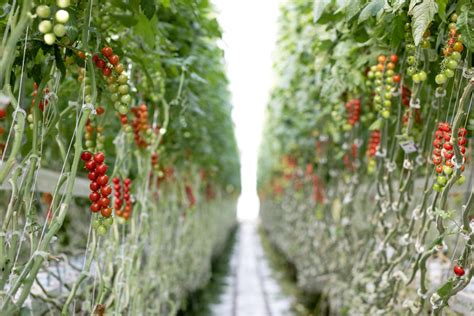 Nuestra Historia Topline Packing