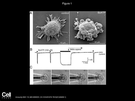 Rapid Secretion Of Interleukin 1β By Microvesicle Shedding Ppt Download
