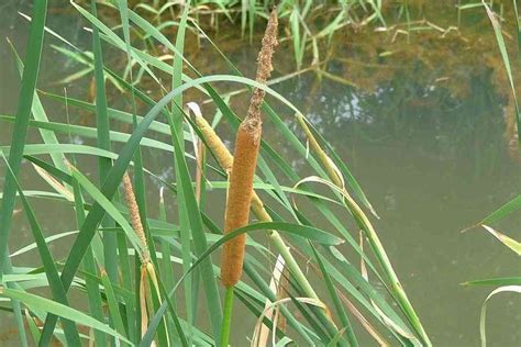 Typha Orientalis