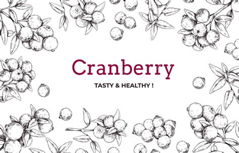Premium Vector Cranberry Framing Hand Drawn Background Of Cowberry