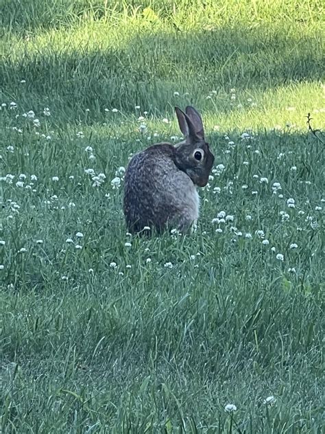 Silly Wabbit 🤗 Uheather43 81