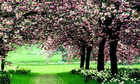 Sakura Büyüsü Kar gibi Çiçekler Yağıyor Tatil Seyahat Haberleri