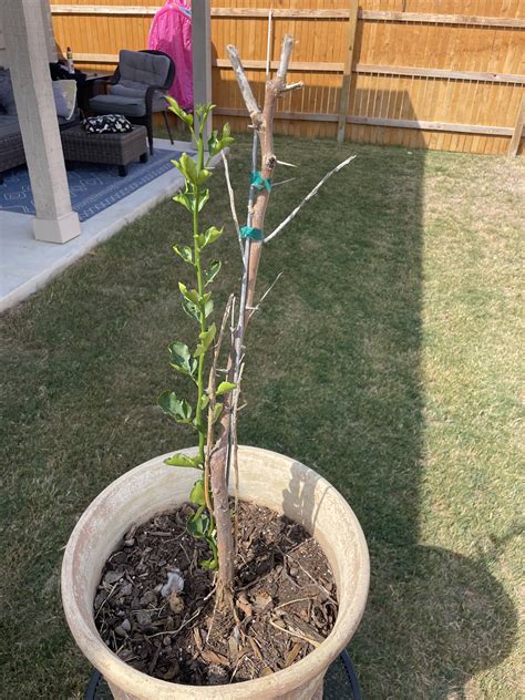 Lemon Tree Should I Cut The Main Trunk Down To Preserve Energy R
