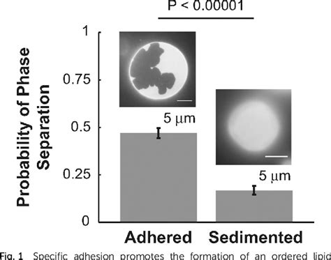 Figure 1 From Specific Adhesion Of Membranes Simultaneously Supports