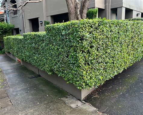 Murraya Paniculata 59 Off Dpise2022 Dps Uminho Pt
