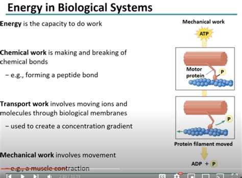 Ch5 Lecture Physio Metabolism Flashcards Quizlet