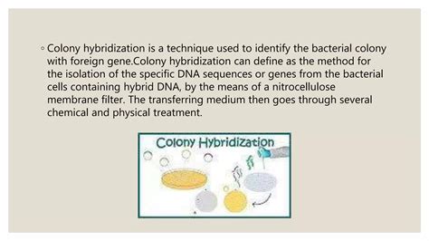 Colony Hybridization Technique Pptx