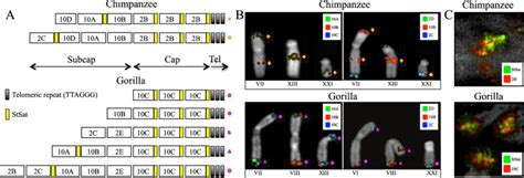 Schematic Representation Of The Organization Of Subtelomeric Regions Download Scientific
