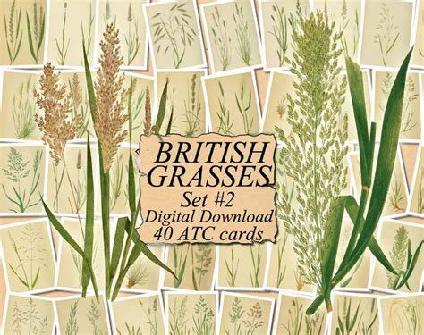 British Grasses Set 2 Digital Collage Sheet 40 Atc Cards Etsy