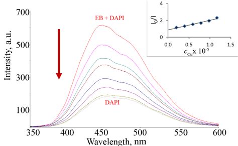 Emission Spectra Of Dapi Bound To Dna In The Presence Of Download