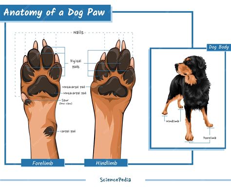 Anatomia Da Pata Do Cachorro Retoedu
