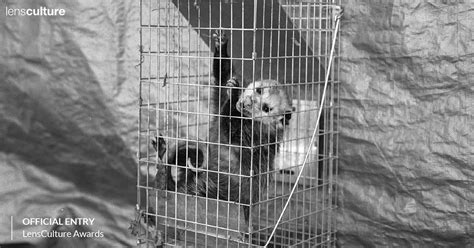 Chloe Jones More Squirrel Than Girl Lensculture