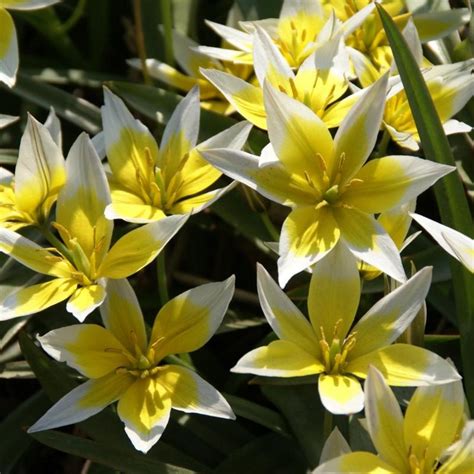 Tulipa tarda - buy plants at Coolplants