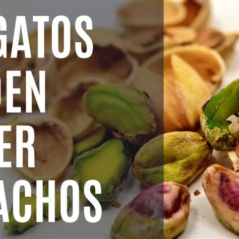 ¿los Gatos Pueden Comer Arándanos Recetas Barf