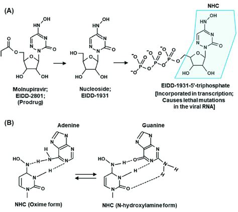 A Metabolic Activation Of Molnupiravir Eidd 2801 Or Mk 4482