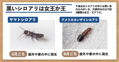 これってシロアリ？画像を見ながらチェックしよう！