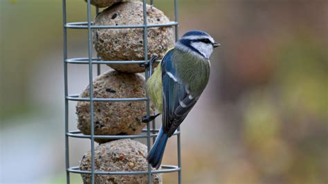 Ivel Valley Wild Bird Food How To Stop Squirrels Eating All The Bird