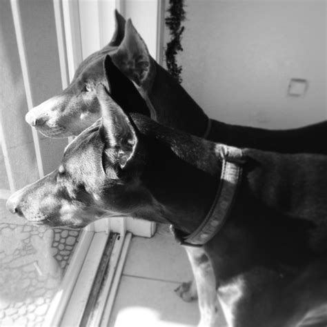 Dobermans Stayin Classy Doberman Dogs Animals