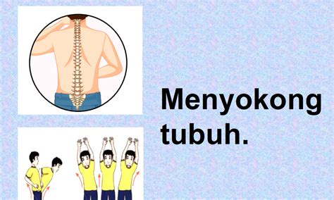 Sistem Rangka Manusia