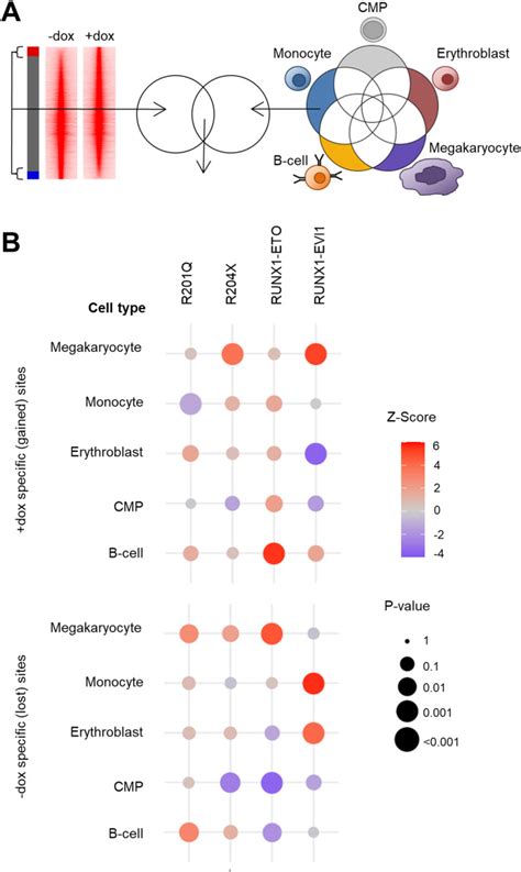 Different Mutant Runx1 Oncoproteins Program Alternate Haematopoietic