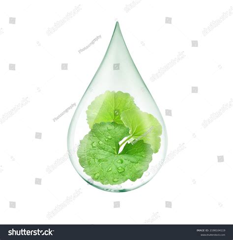 494 병풀 추출물 이미지 스톡 사진 및 벡터 Shutterstock