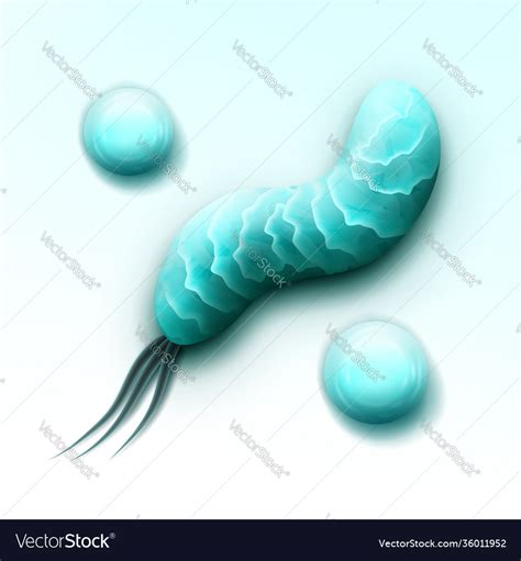 Spirilla Bacteria Diseases