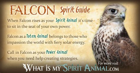 Falcon Symbolism And Meaning Spirit Totem And Power Animal