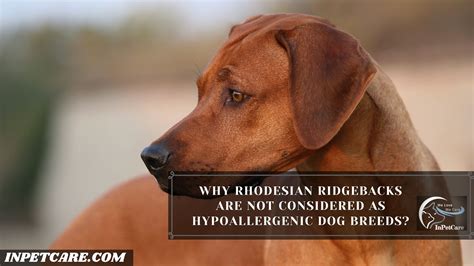 Are Rhodesian Ridgebacks Hypoallergenic