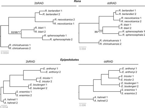 rana and epipedobates maximum likelihood trees for the total sampling