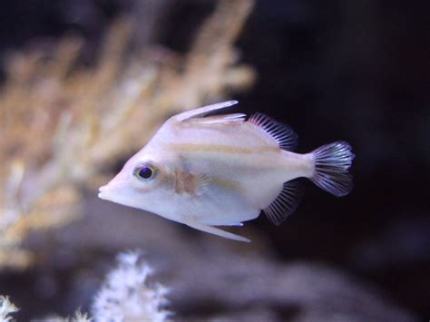 ベニカワムキ科triacanthodidae－ベニカワムキ