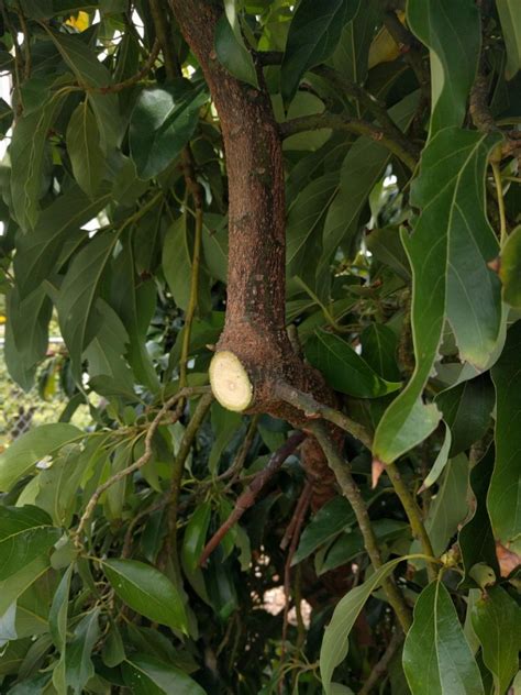 Pruning Avocado Trees To Keep Them Small Greg Alders Yard Posts