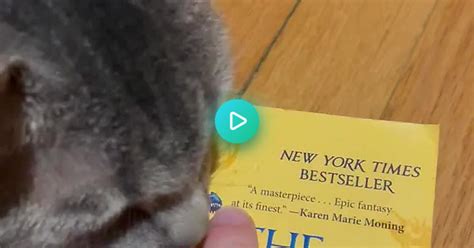 Im Catsitting A Criminal Album On Imgur