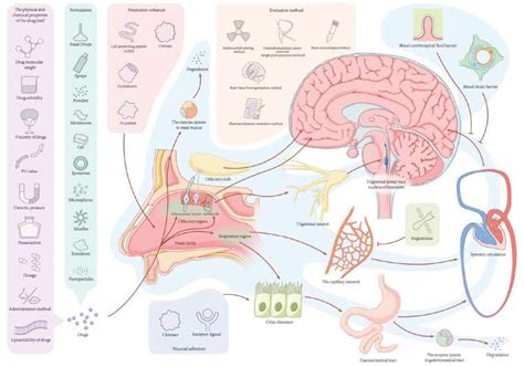 What Is Brain Targeted Nasal Drug Delivery Creative Bioarray