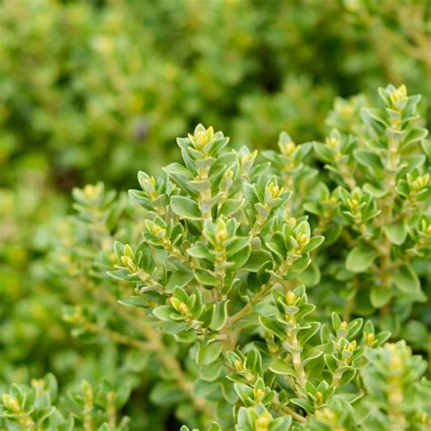 Buy Olearia Nummulariifolia Online Southern Woods