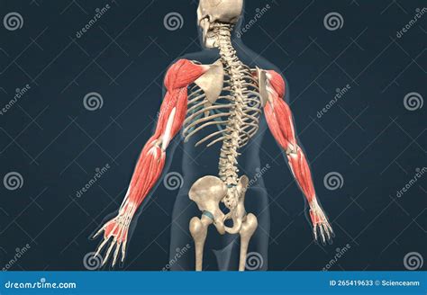 Male The Pectoralis Major Latissimus Dorsi Deltoid And Rotator Cuff