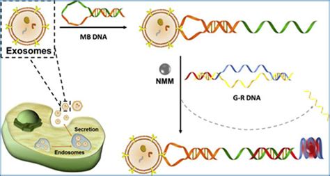 Structure Switching Aptamer Triggering Hybridization Displacement Reaction For Label Free