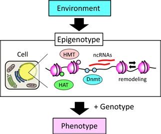Epigenetics Of Sex Determination In Mammals PMC