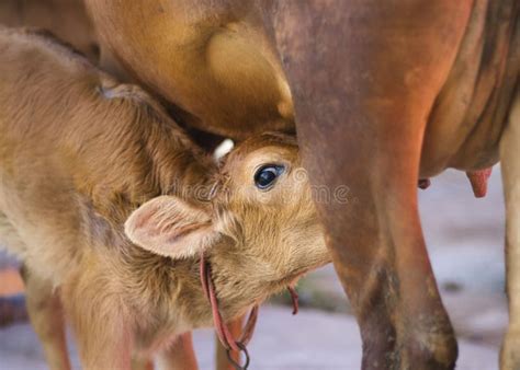 Newborn Calf Drinking Milk From Mother Cow Stock Image Image Of Small
