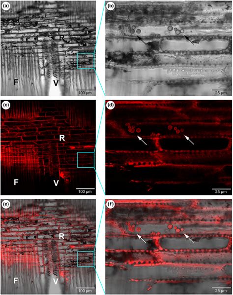 Ancient Plastid Genomes Solve The Tree Species Mystery Of The Imperial
