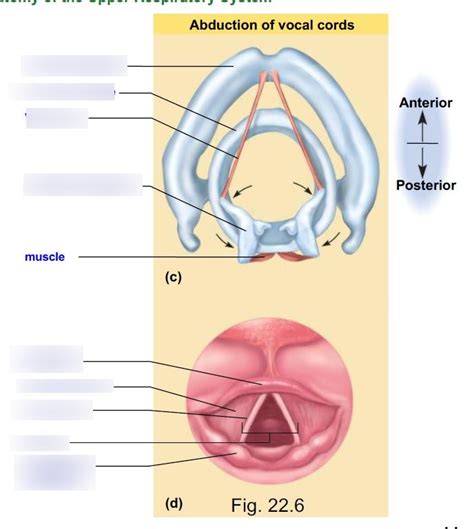 Vocal Cords Diagram