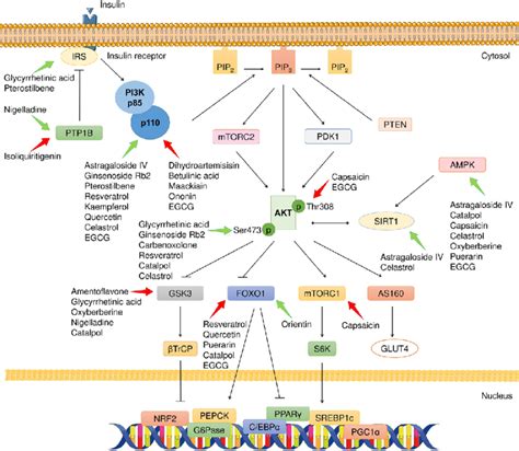 Modulation Of The PI3K AKT Signaling Pathway Targeting Obesity Through