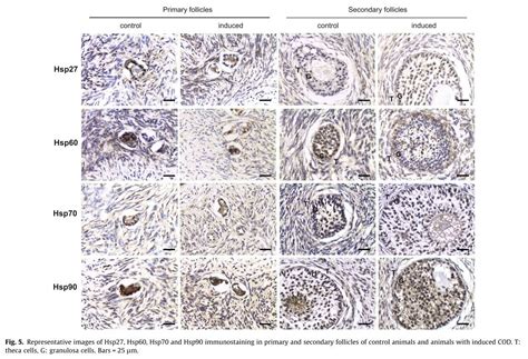 Special Functional Antibody Service