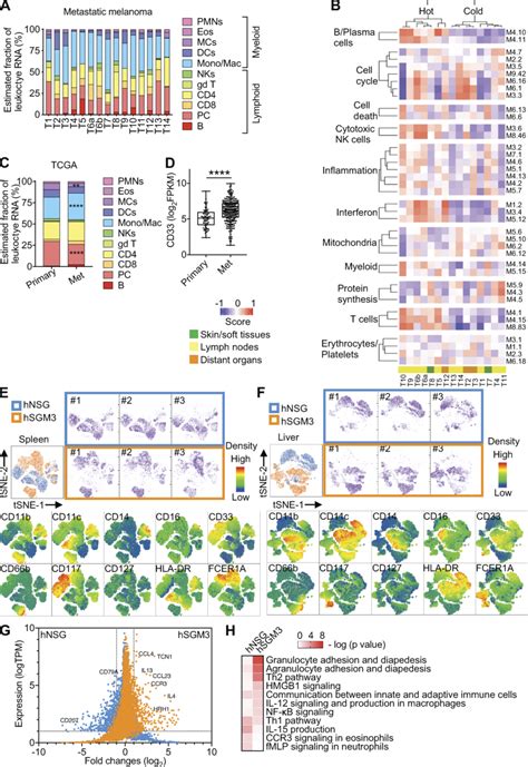 Human Myeloid Cells In Metastatic Melanoma Tumors And Hnsg Sgm3 Mice Download Scientific