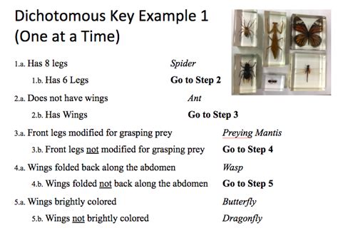 Using A Dichotomous Key Junctionden