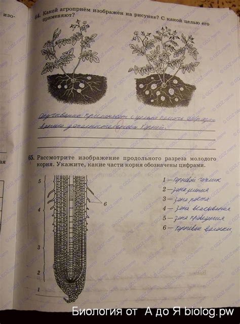 Биология 6 класс учебник стр